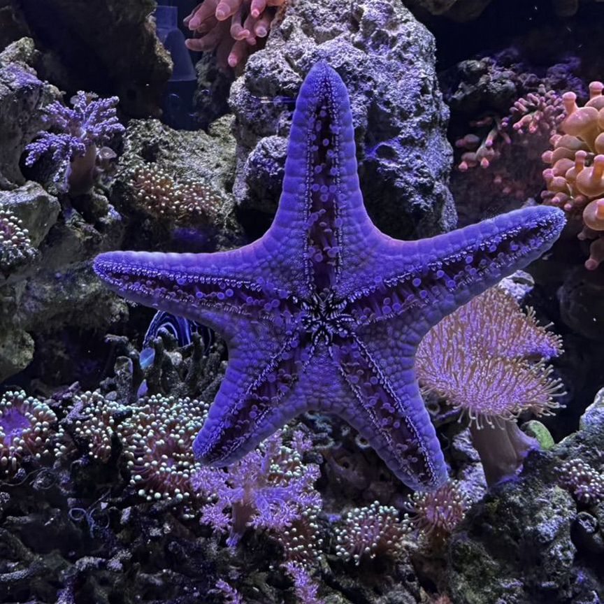 Морские кораллы рыбки
