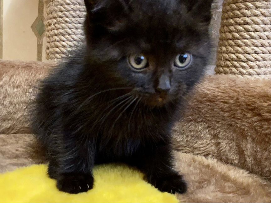 Чернышики мальчик и девочка