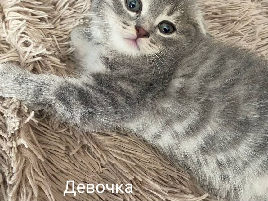 Отдадим котят от вислоухой кошки