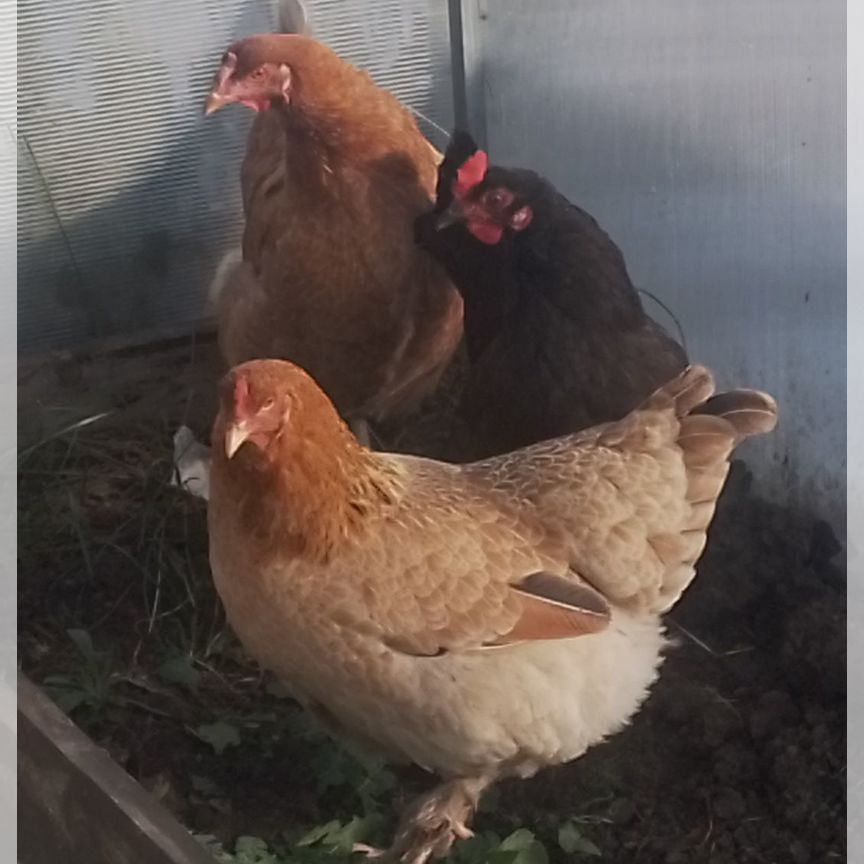 Куры несушки