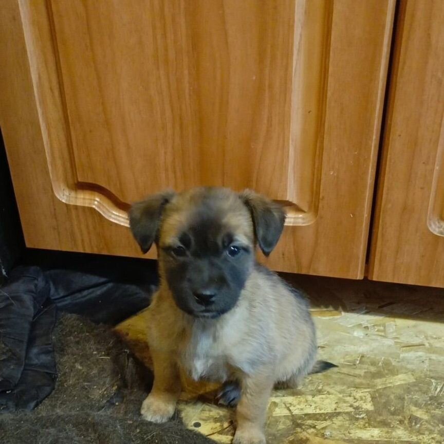 Щеночки от домашней собаки