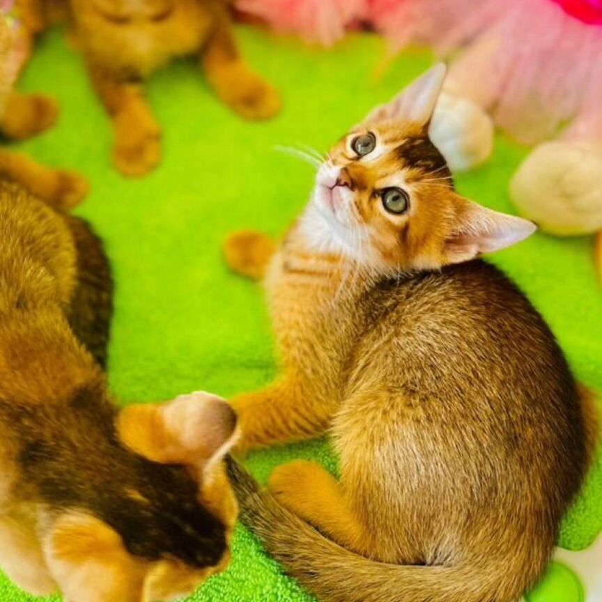 Котята