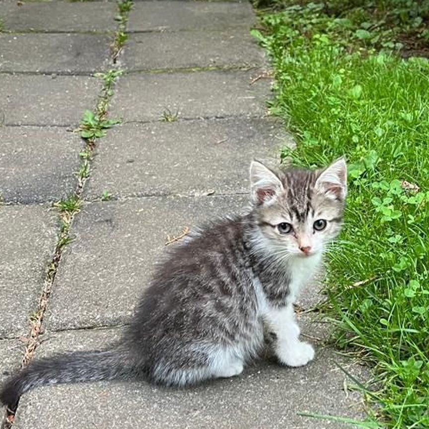 Котенок, совсем ребёнок, нужен любящий человек