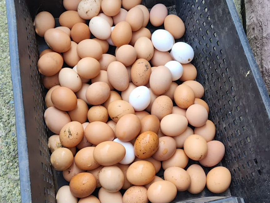 Инкубационное яйцо