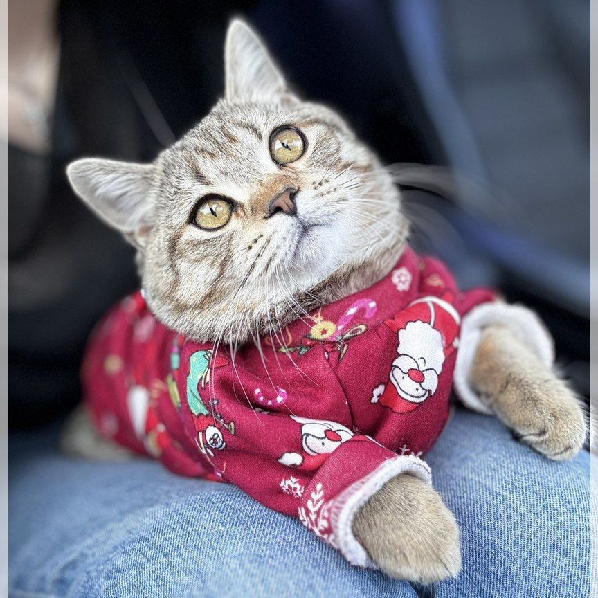 Одежда для кошек и мелких собак