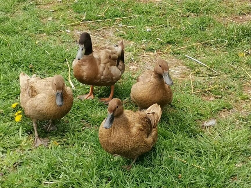 Утки Хаки Кемпел