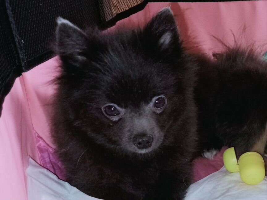 Девочка шпица голубого окраса