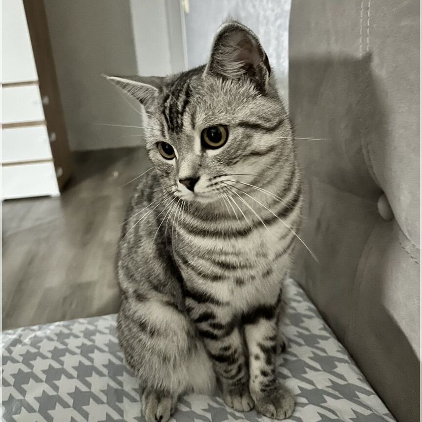 Шотландский вислоухий короткошёрстный котёнок