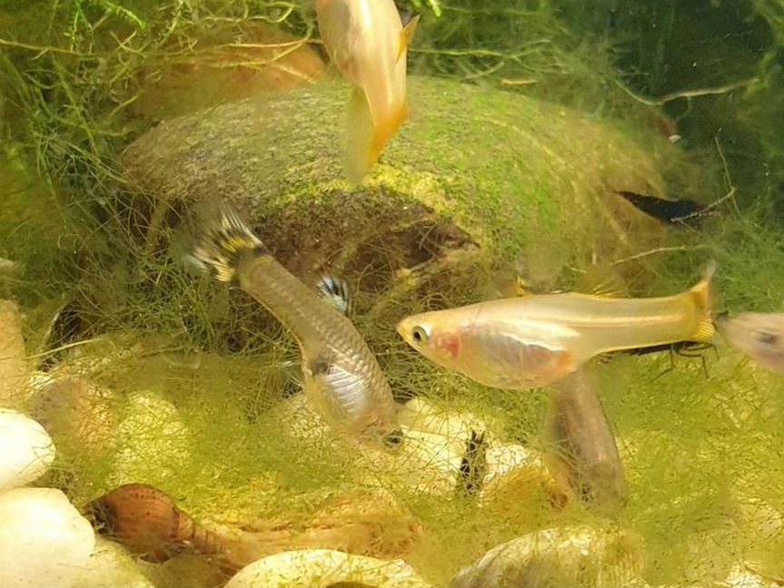 Гуппи и пецилии