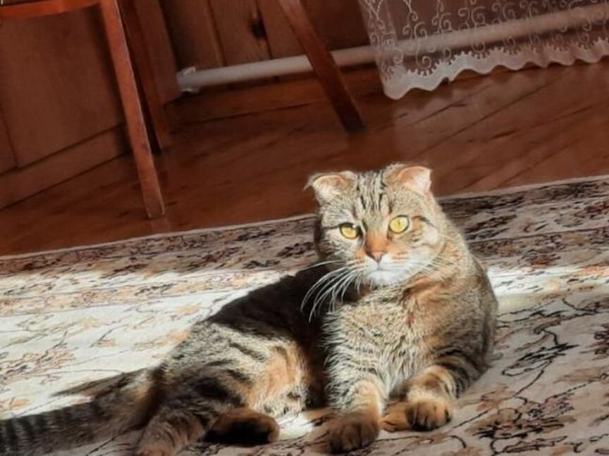 Помесь британца и шотландца