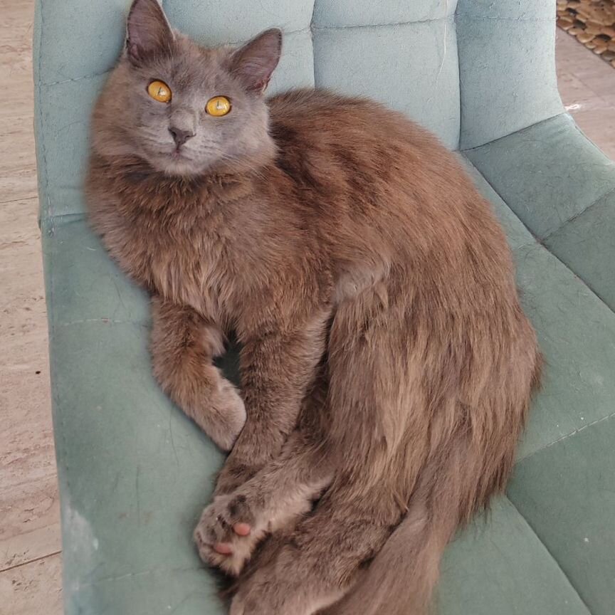 Кошка