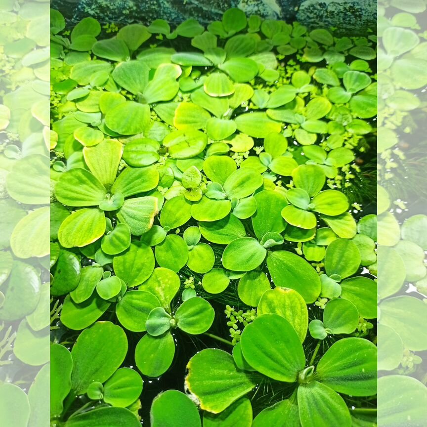 Пистия для аквариума