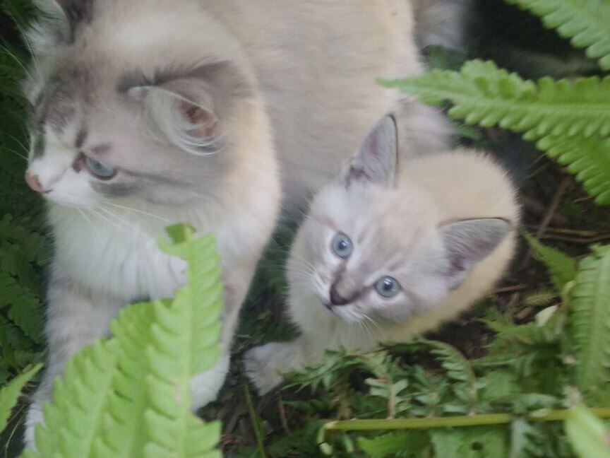 Котята Невской карнавальной