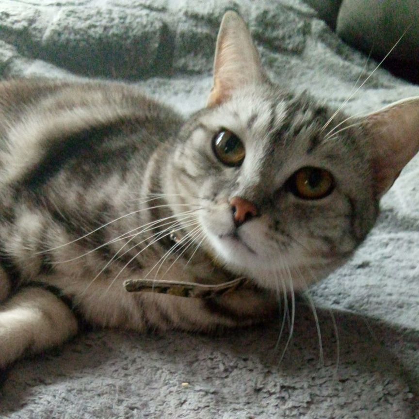 Британский короткошёрстный котёнок