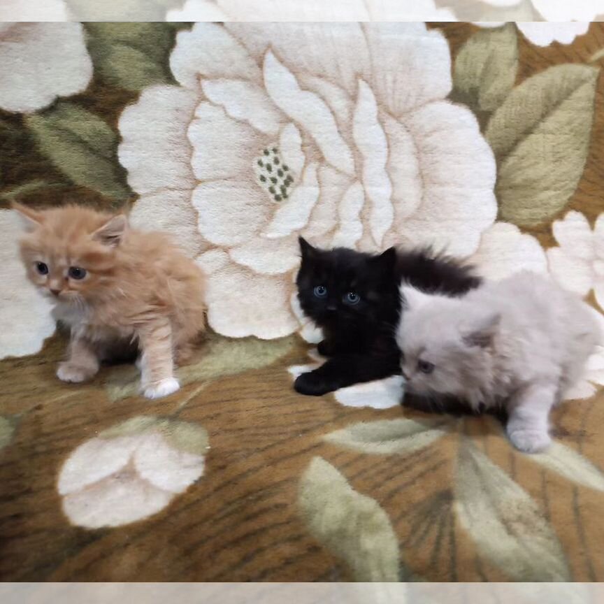 Сибирский котёнок