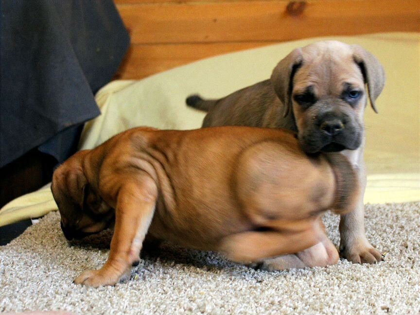 Кане корсо. Интересные окрасы