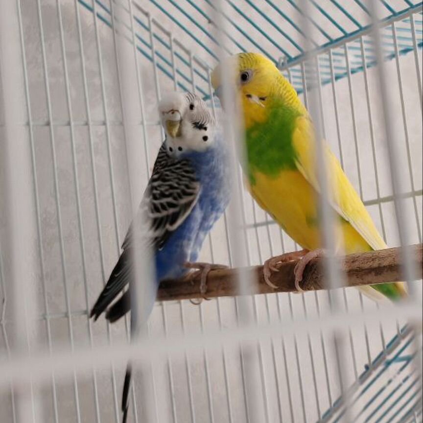 Волнистый попугай