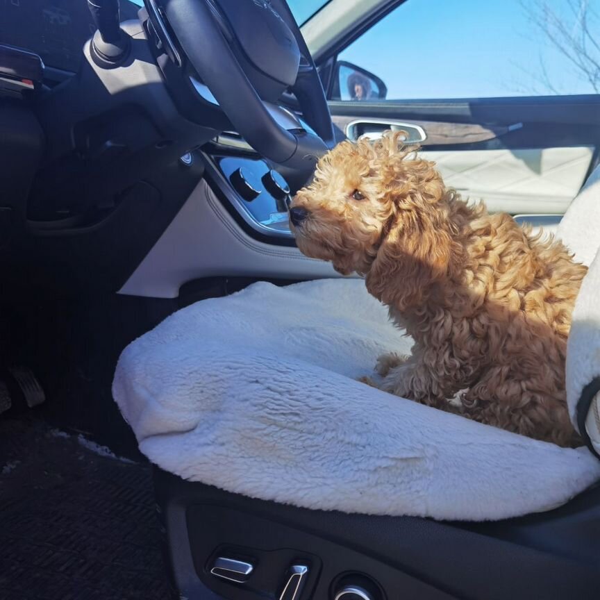 Мальтипу мальчик