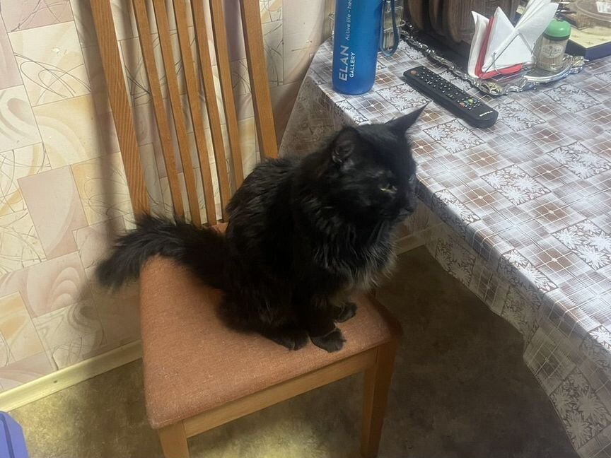 Мейнкун, вязка