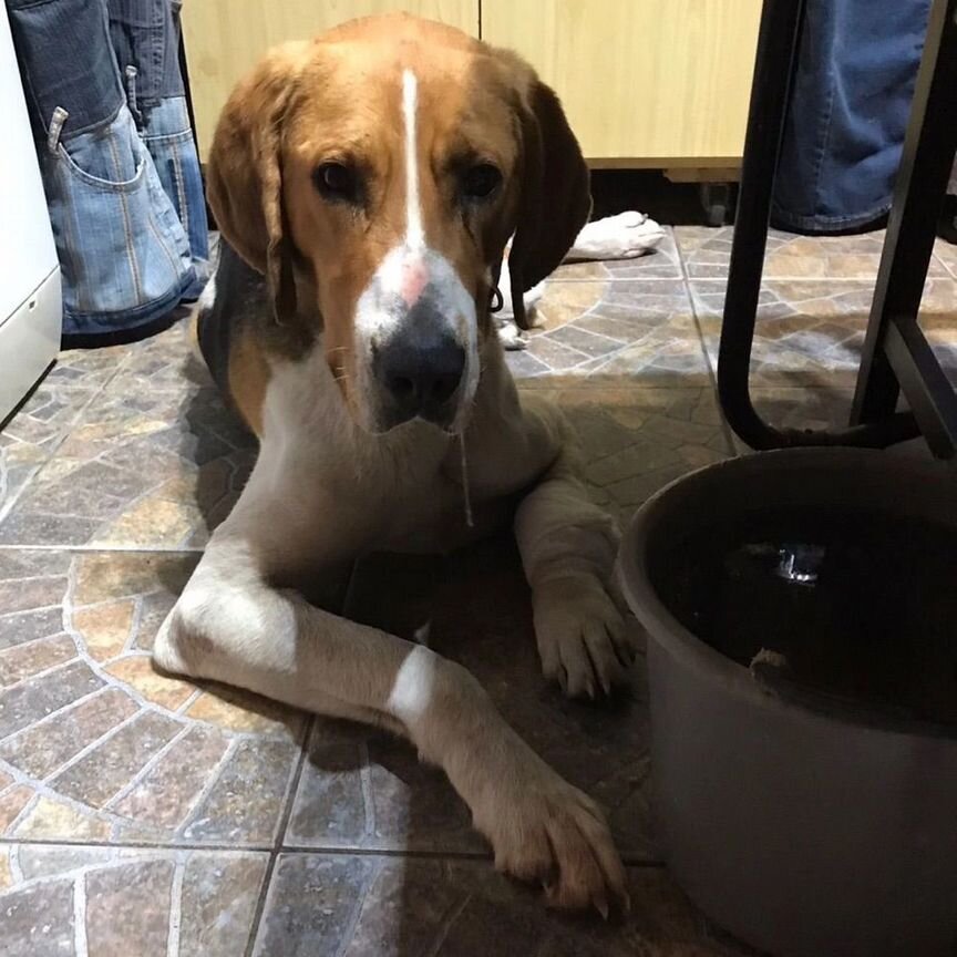 Охотничья собака