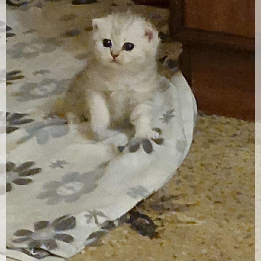 Британские котята