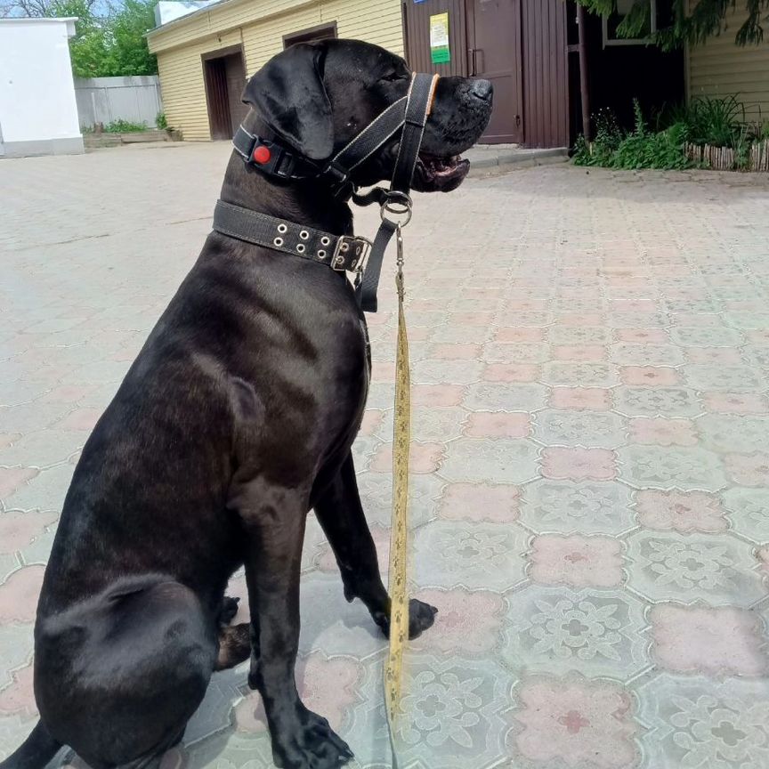 Немецкий дог, взрослый пёс
