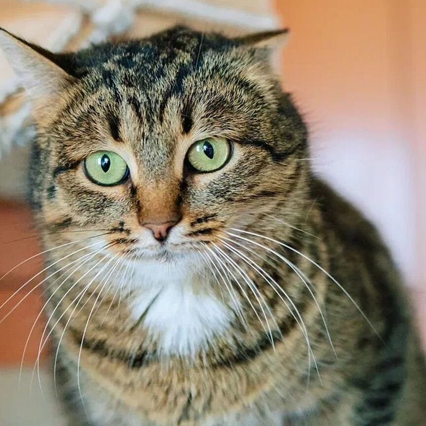 Ласковая кошечка Пума из приюта бесплатно