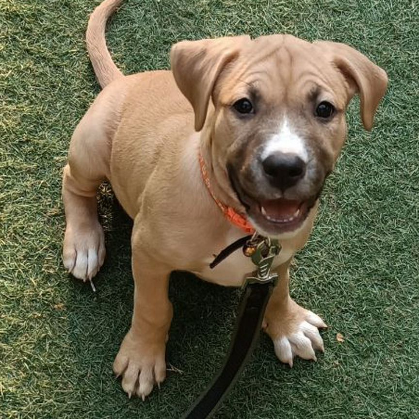 Щенок Амстафф