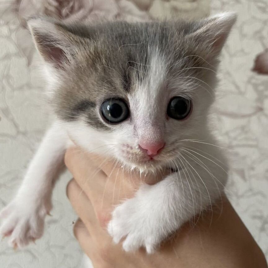 Котенок
