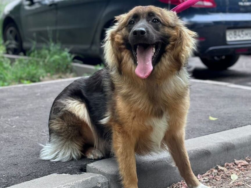 Собака Ласковая Фиона