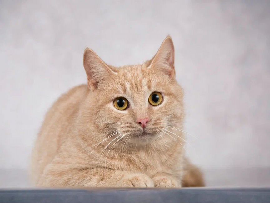 Метис британца 7 мес бесплатно