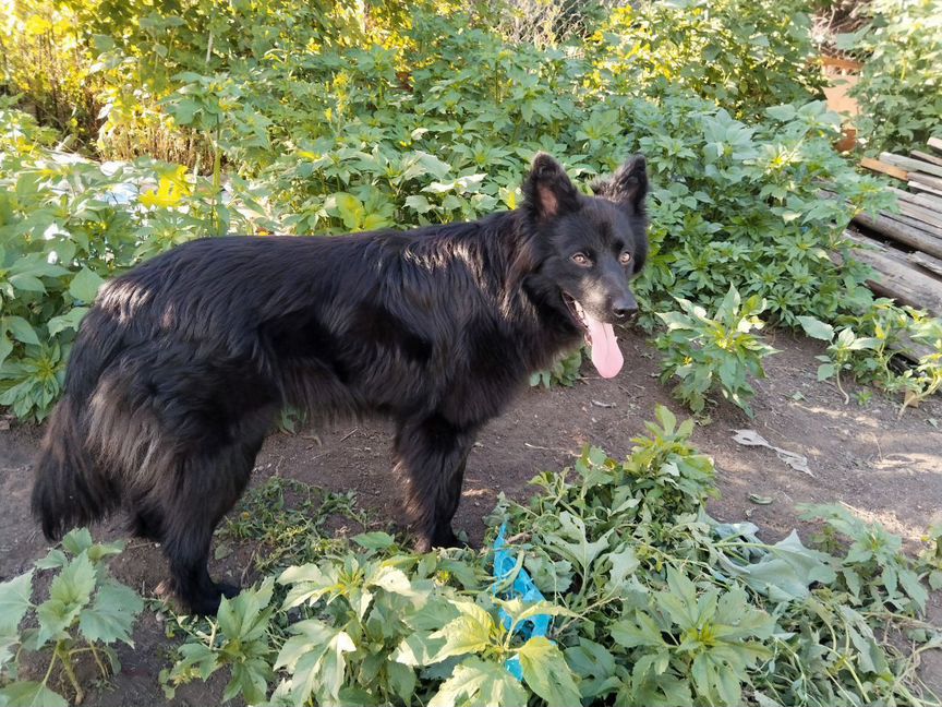 Собака в добрые руки