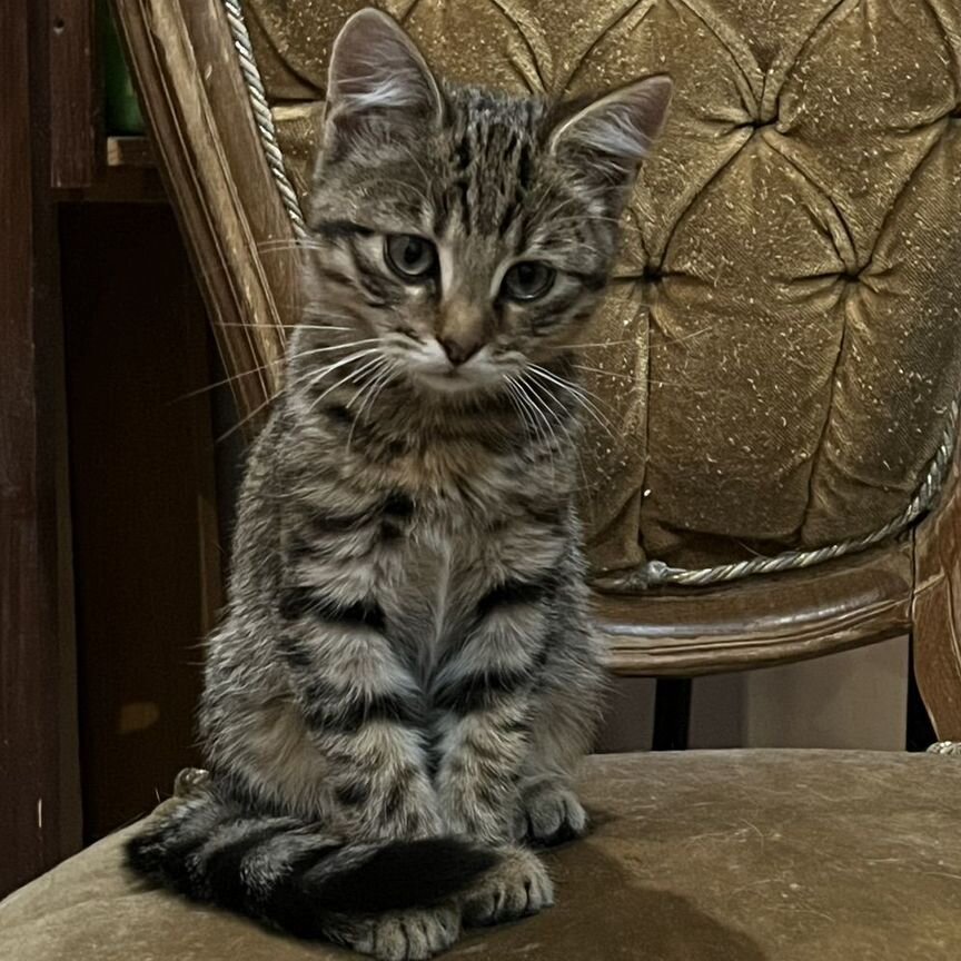 Котенок