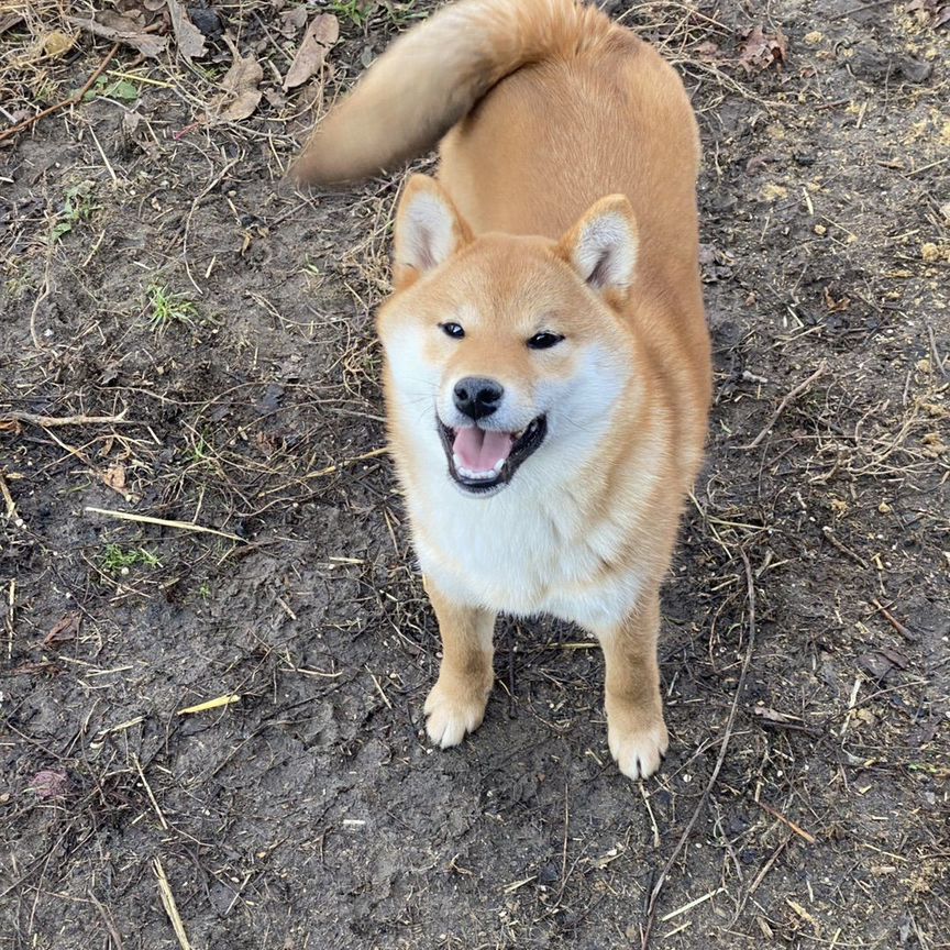 Сиба-девочка
