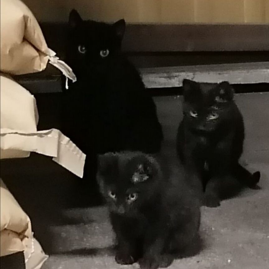 Очаровательные котятки