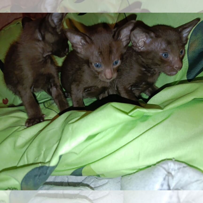 Ориентальный котёнок