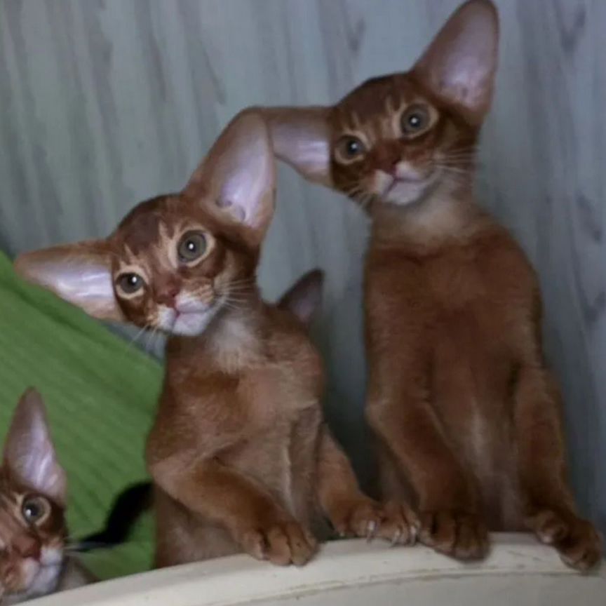 Абиссинский котёнок