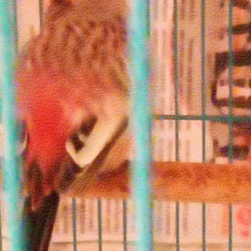 Птица Урагус