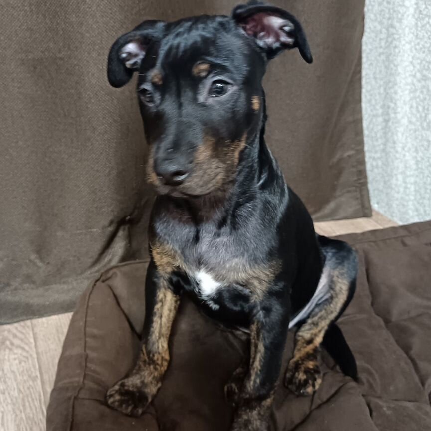 Американский стаффордширский терьер, щенок