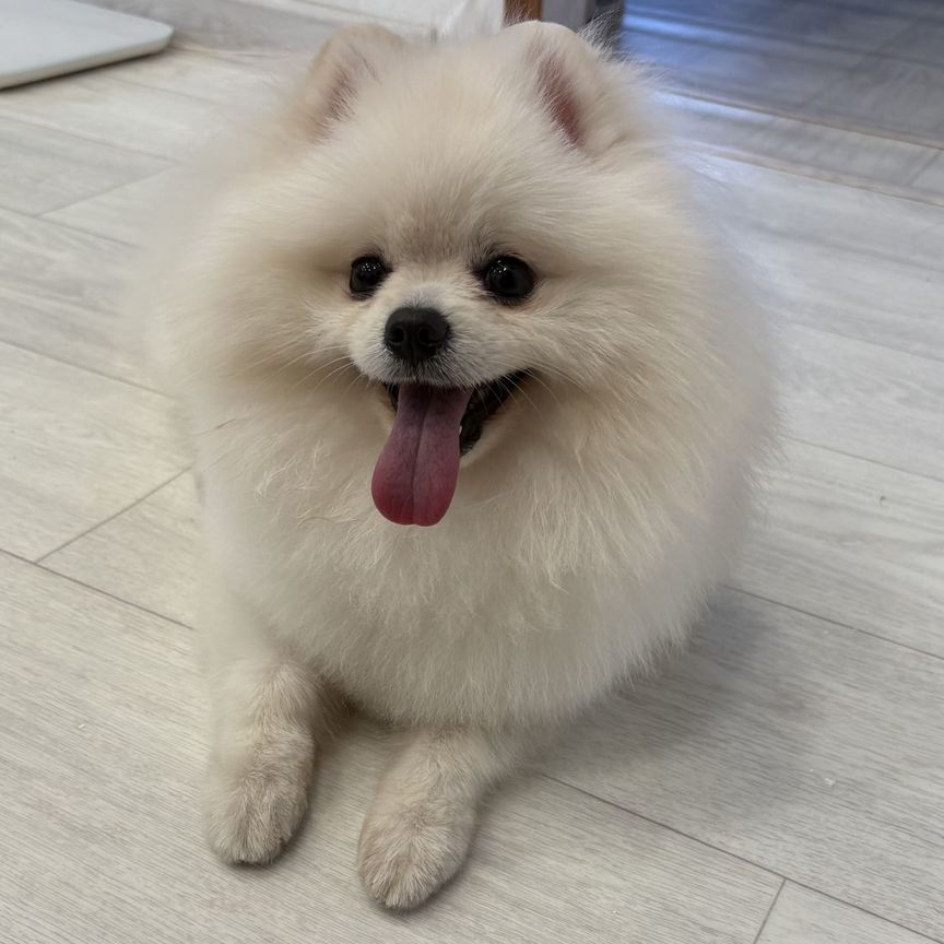 Померанский шпиц, щенок