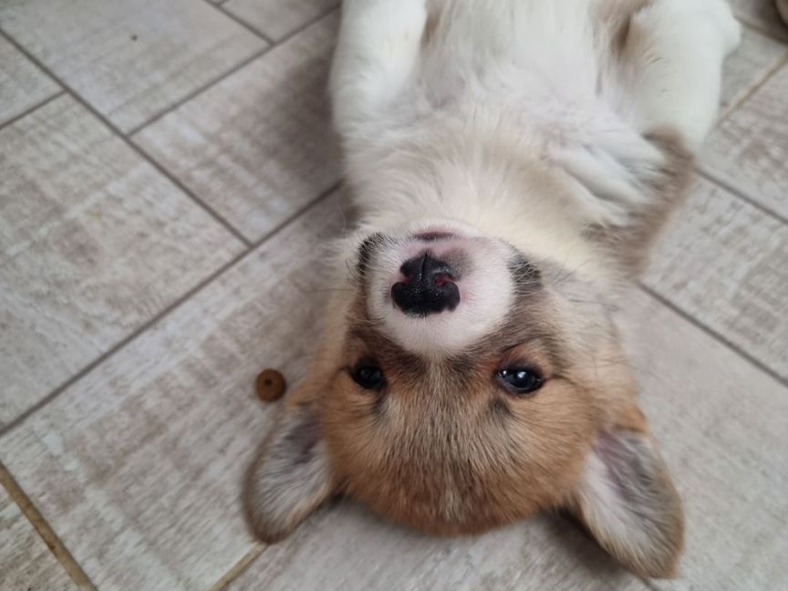 Щенки корги