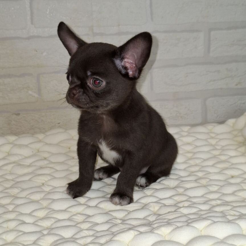 Шоко охранники Чихуахуа