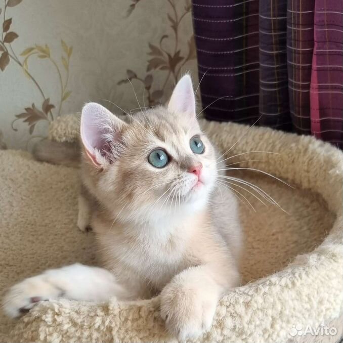 Шиншилловый котик ay11