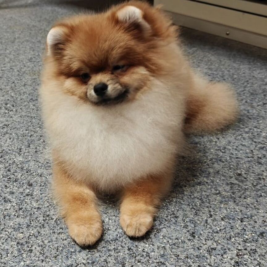 Померанский шпиц, щенок