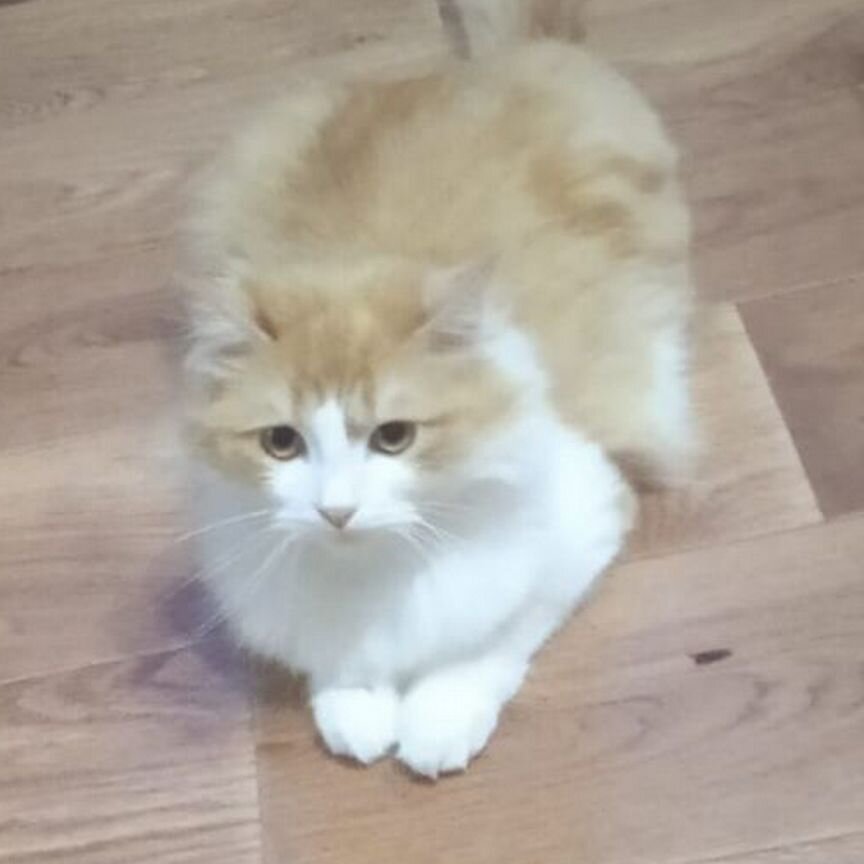 Котик Сема в семью
