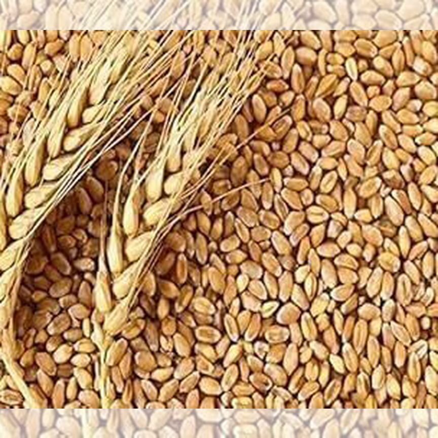 Пшеница, Ячмень, Отруби