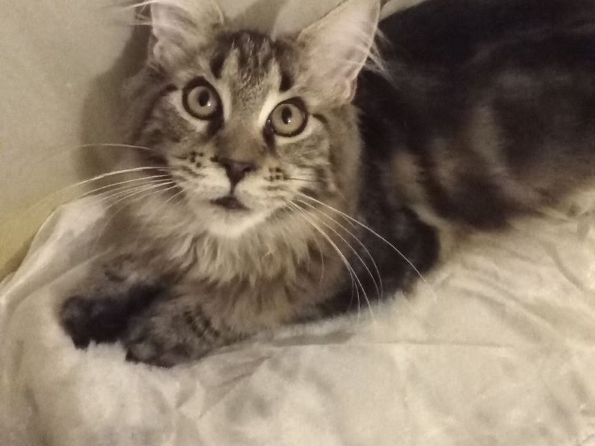 Котенок мейн-кун в добрые руки