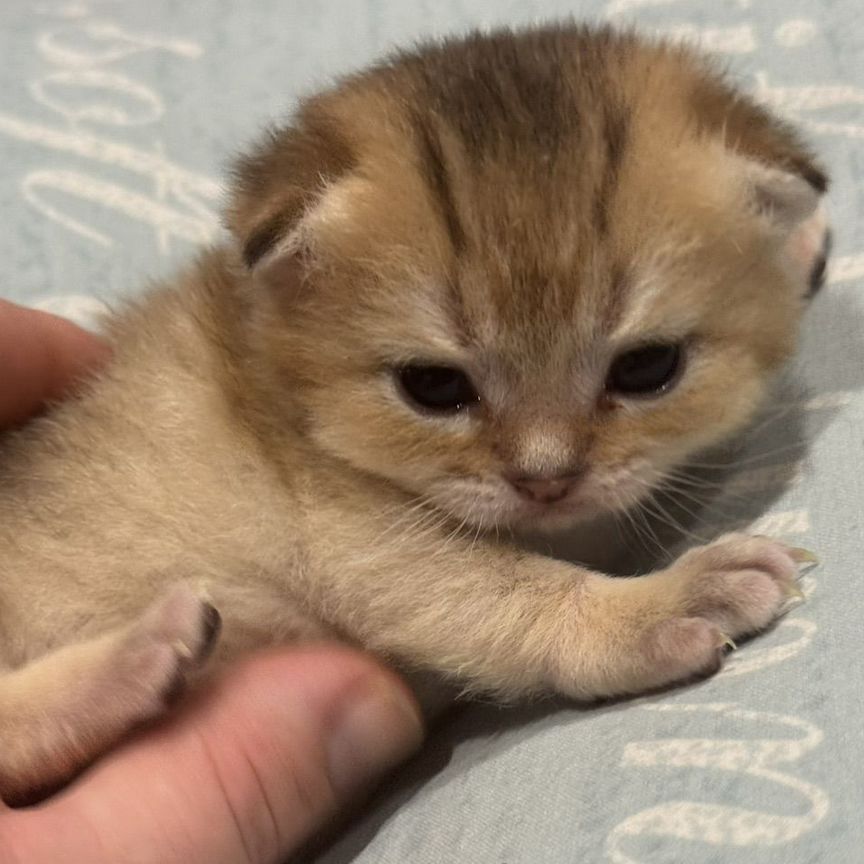 Шотландский вислоухий короткошёрстный котёнок
