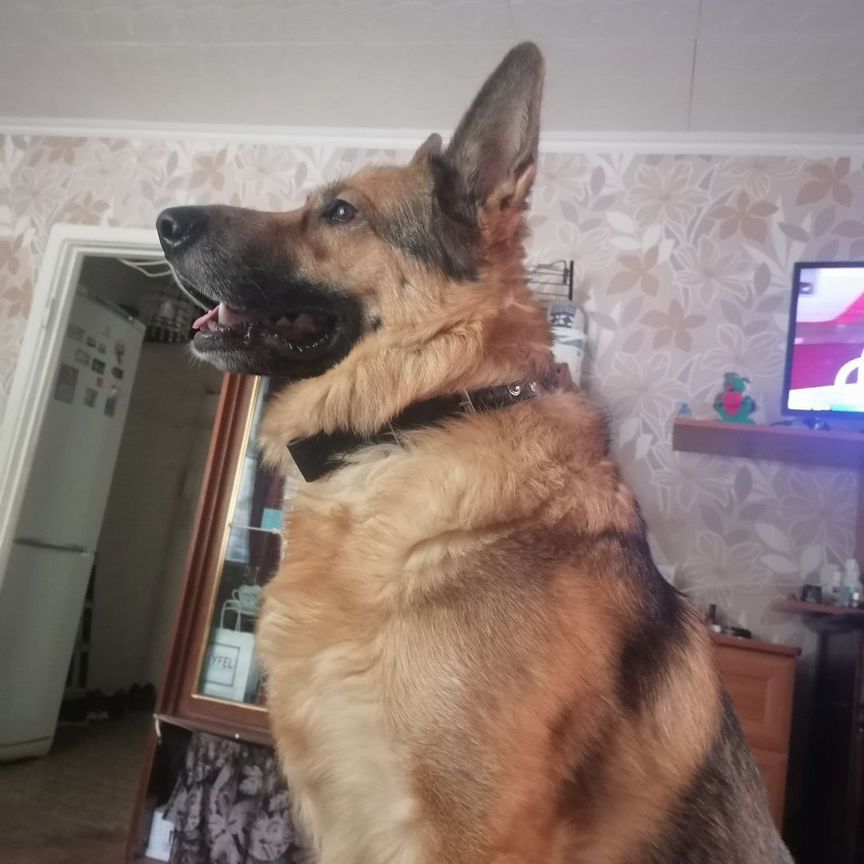 Немецкая овчарка