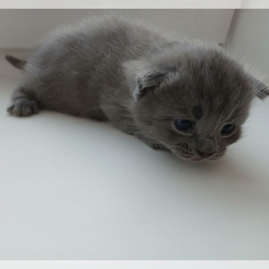 Котёнок девочка от британской кошечки